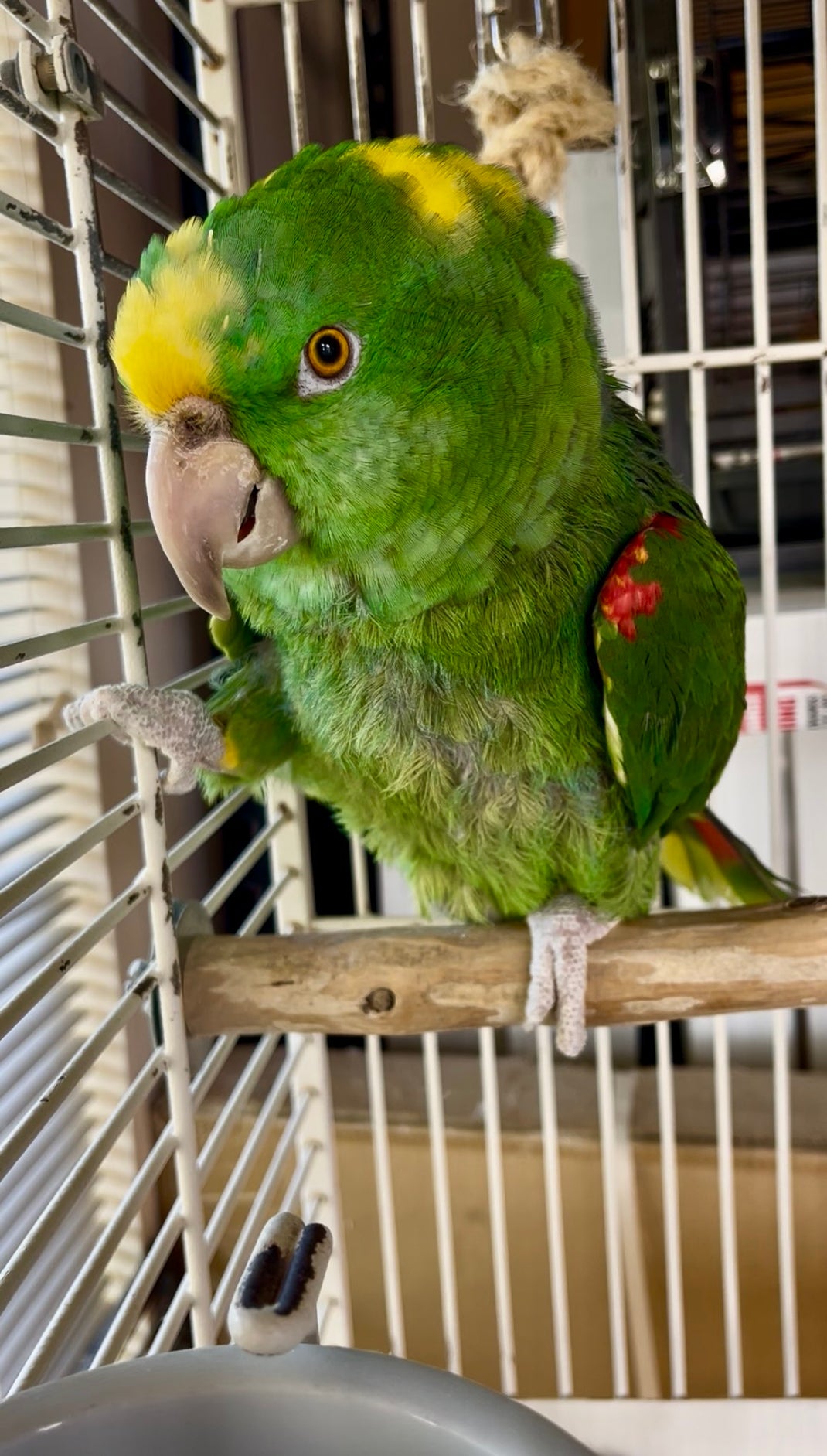 Adoptable Birds – Feathered Follies Foundation