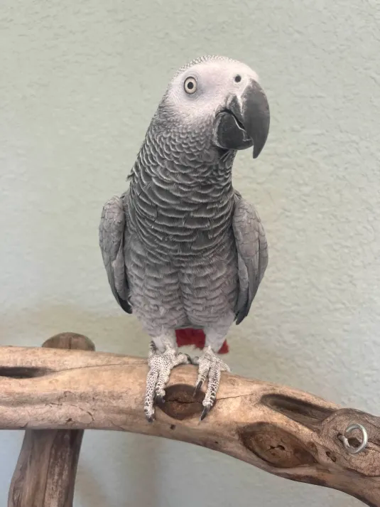 Adoptable Birds – Feathered Follies Foundation